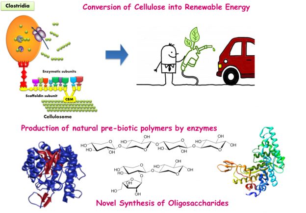 Biotechnology of thermostable enzymes – Yuval Shoham Lab